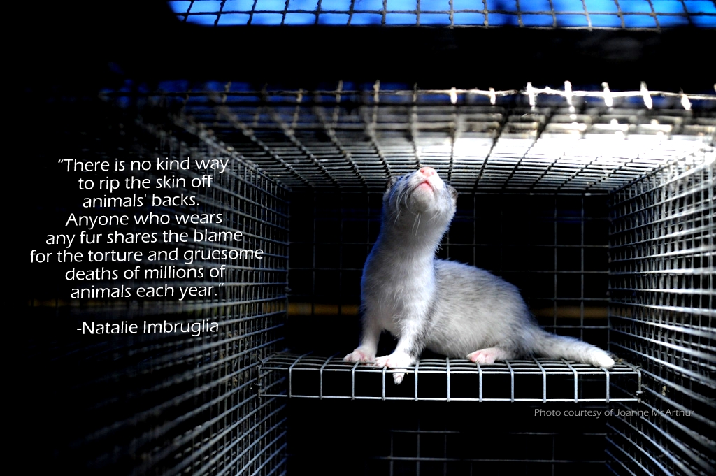 Last Chance for Animals - Fur Trade Facts